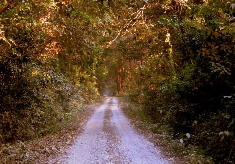Buxa Reserve - Bengali Natural Treasure