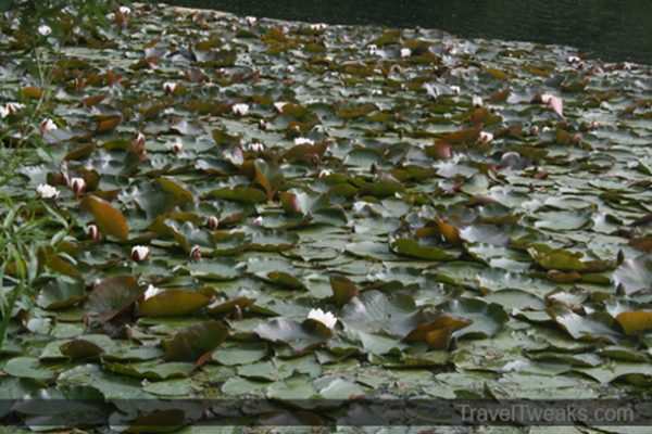 Discovering Great Britain: Paxton Pits Natural Reserve