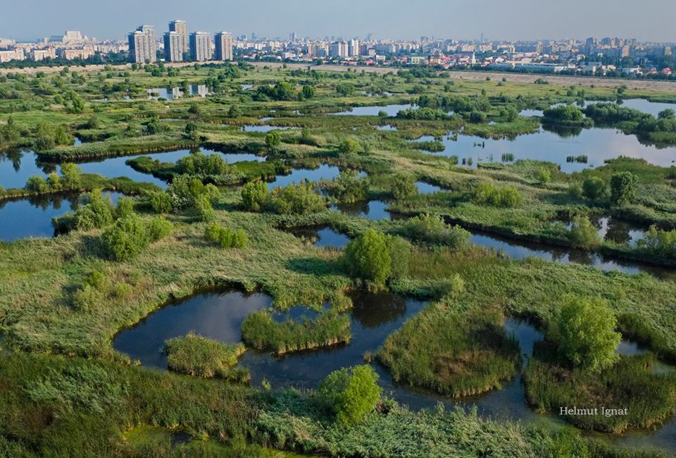 Văcărești Becomes the First Urban Natural Park in Romania