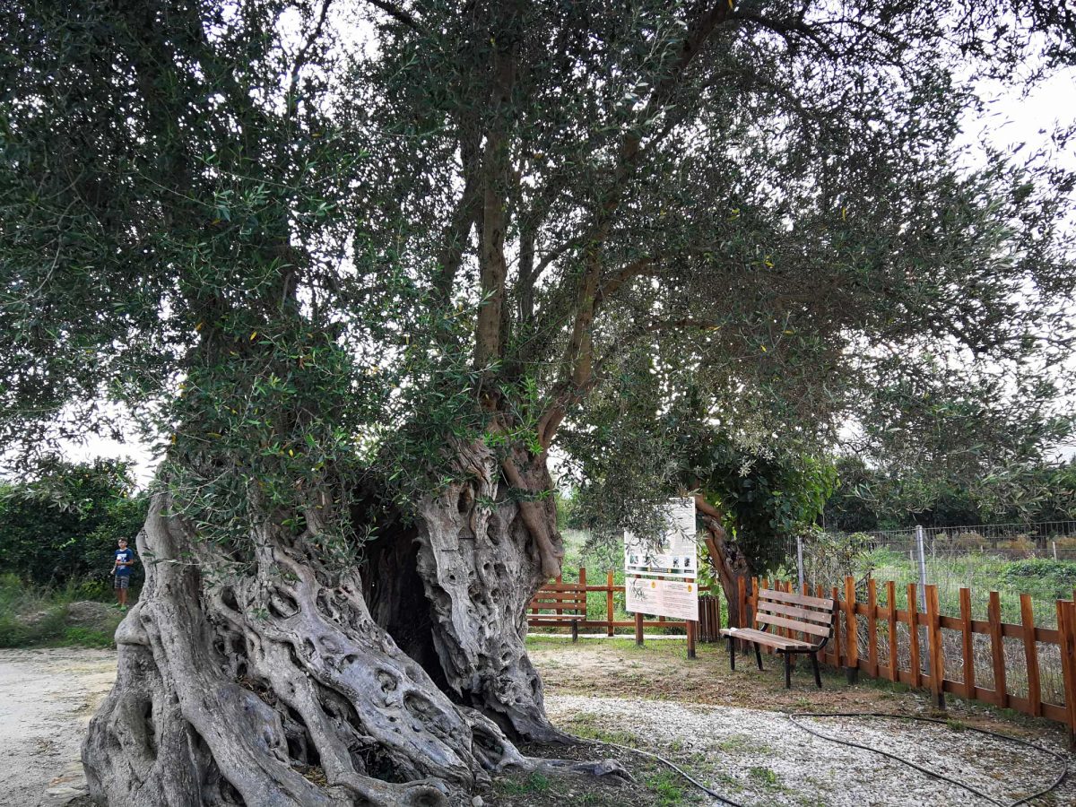 The Elevated Olive Tree of Vatolakkos Is 2000 Years Old
