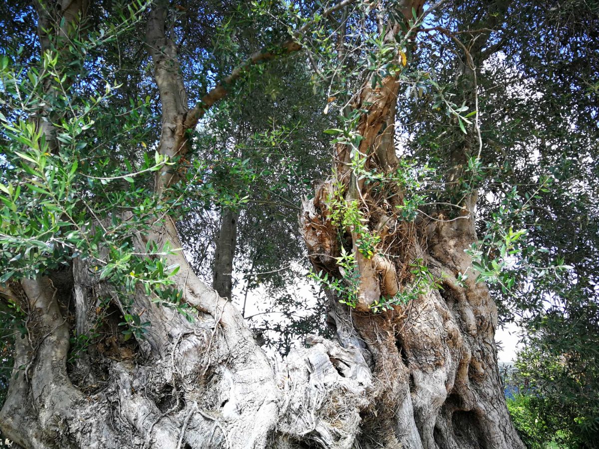 The Elevated Olive Tree of Vatolakkos Is 2000 Years Old