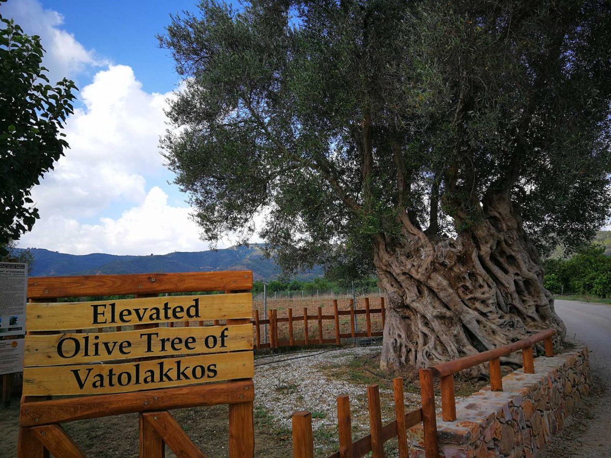 The Elevated Olive Tree of Vatolakkos Is 2000 Years Old