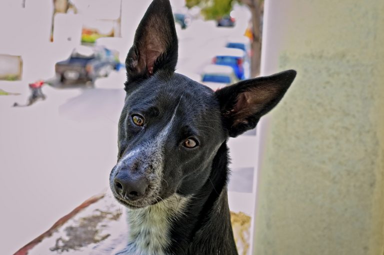 Cretan Hound Recognition Events Scheduled on Crete